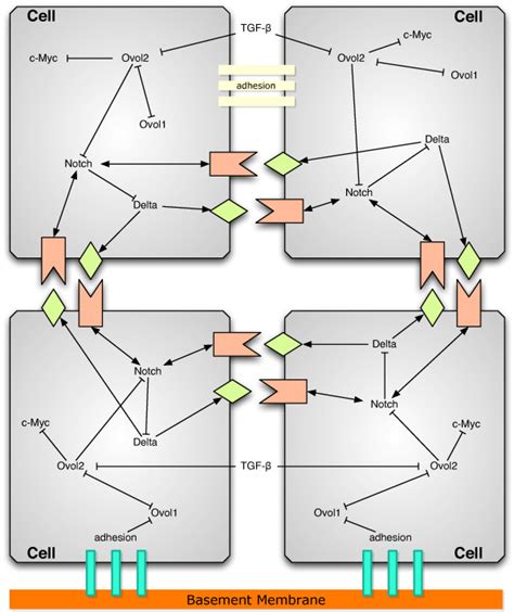 Diagram Of Cell Cell And Cell Environment Interactions Coupled With An Download Scientific