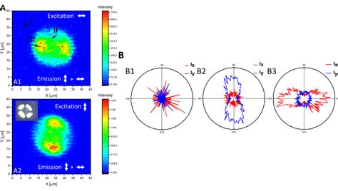 Polarization Sensitive Two Photon Microscopy For A Label Free Amyloid Structural