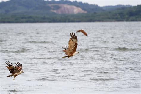 Red Eagle Fly On The Sky In Nature At Thailand Stock Image Image Of