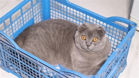 노란 눈을 가진 아름다운 고양이가 바구니에 누워 있습니다 스코틀랜드 품종의 회색 고양이 가축에 대한 스톡 사진 및 기타 이미지 가축 고양잇과 귀여운 Istock