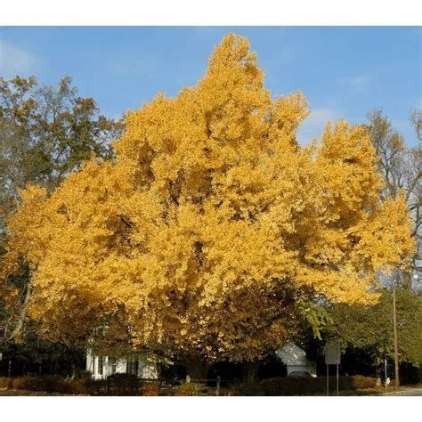 Gingko Biloba Maidenhair Tree Plant In A 35 Inch Pot The Most