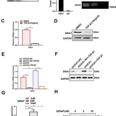 Uca1 Combined With Ezh2 In The Nucleus To Regulate The Expression Of Download Scientific