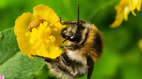 Types Of Bumble Bees