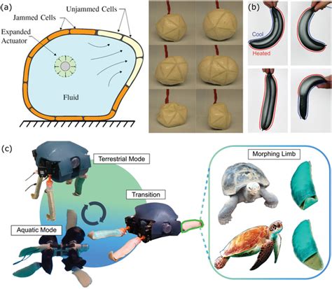 Variable Modulus Materials Can Allow Robots To Tune Their Morphing Download Scientific Diagram