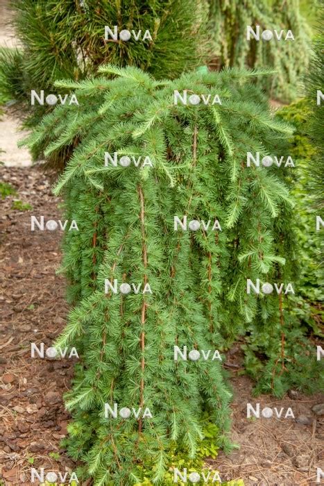 Larix Stiff Weeper