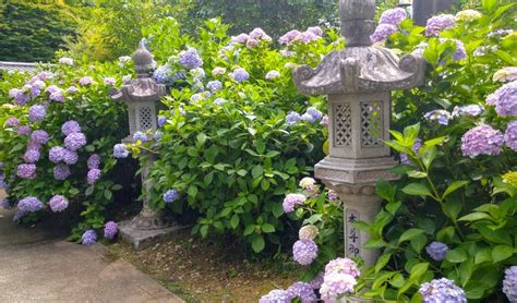 京都福知山市 関西花の寺第一札所 華観音寺あじさい寺 ゆっくり の〜んびり楽しく生きたい♪ ꈍᴗꈍ