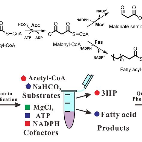 3 Hydroxypropionate 3hp Biosynthesis Pathway From Glucose Through