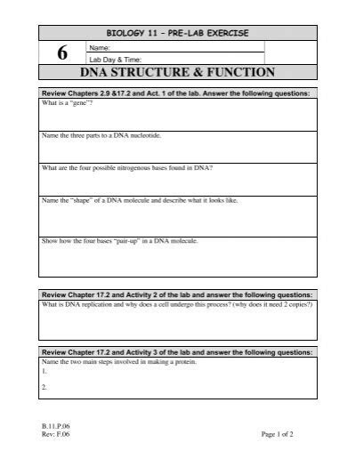Lab 6 DNA Structure Function