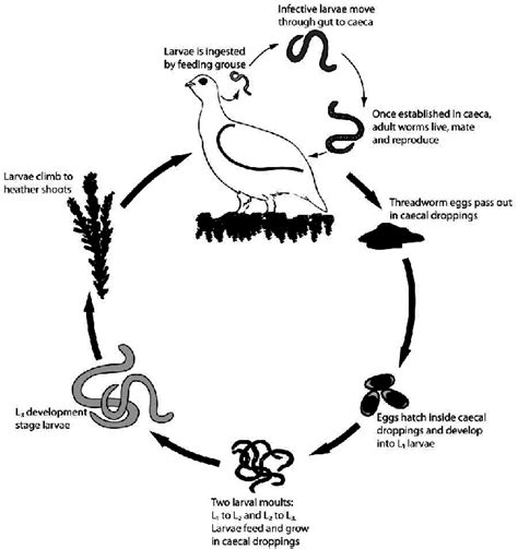 Pinworm Life Cycle