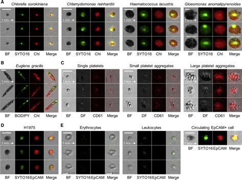 Intelligent Image Activated Cell Sorting Cell
