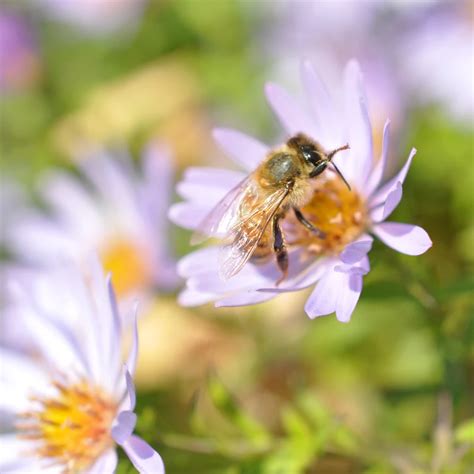 Visit Our Farm Planet Bee Honey Farm