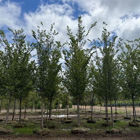 Ulmus Americana Princeton American Elm From Great Lakes Landscape Supply