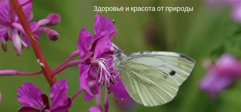 Народные рецепты при алкоголизме