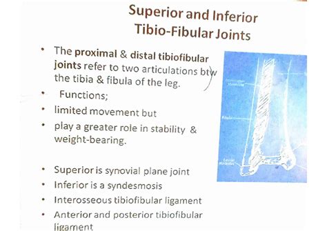 Solution Tibiofibular Joint Studypool