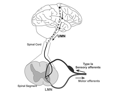 Motor Nerve Fibers