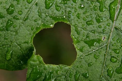 리프 매크로에 투명 한 빗 물의 큰 아름 다운 드랍 스 아침에이 슬 방울 햇볕에 노을 자연 속에서 아름 다운 잎 텍스처입니다