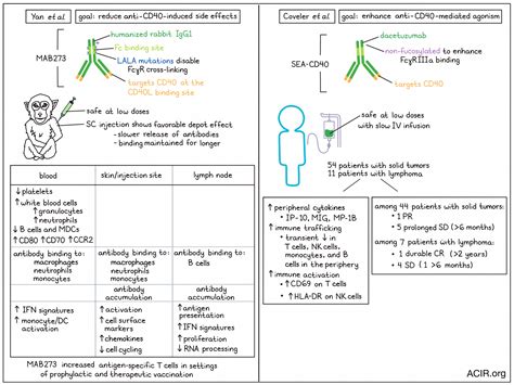 Novel Cd40 Agonistic Antibodies With Immune Activating Antitumor Effects