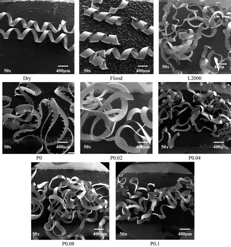 SEM Images Of Chips Produced By Different Cooling Conditions Download Scientific Diagram