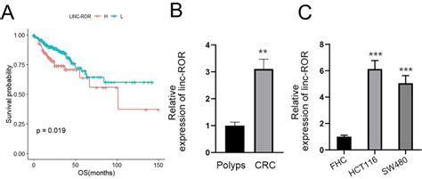 The Clinical Importance Of Linc Ror In Crc A The Tcga Survival Data