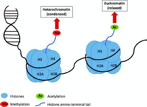 Chromatin Structure And Histone Code The Living Cell Test And Flashcards