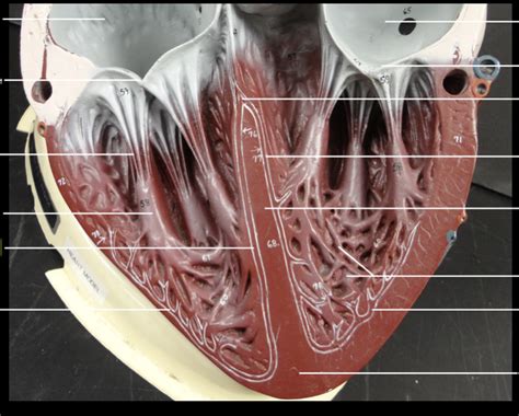 Cardiac Conduction System Diagram Quizlet
