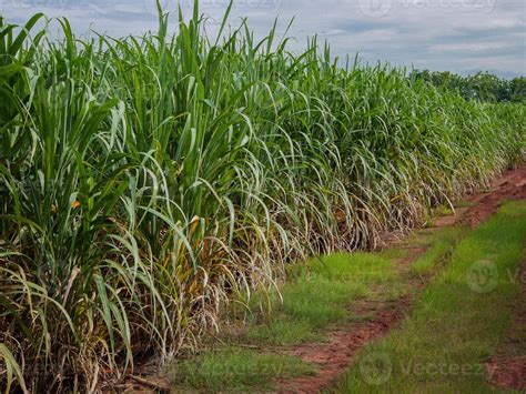 Sugarcane Plantations The Agriculture Tropical Plant In Thailand Trees