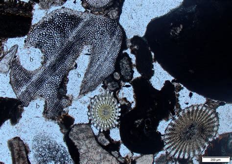 Carbonates In Thin Section Echinoderms And Barnacles Geological