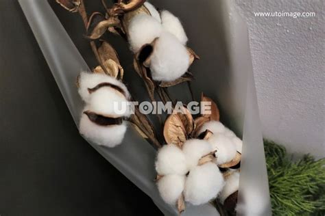 목화꽃 장식품 Yanggiri 사진 목화 면화 초면 열매 식물 솜 코튼 꽃받침 목화꽃 장식품 소품 배경