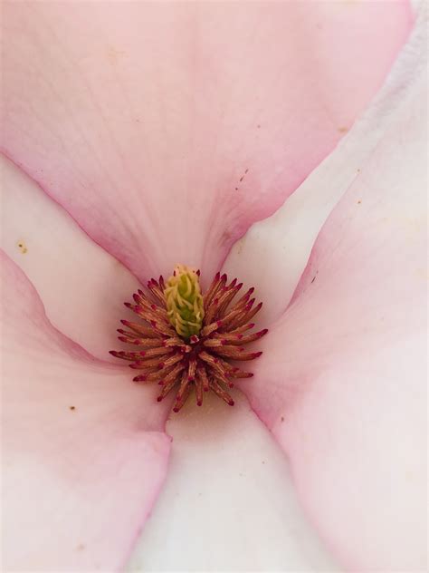 玉兰 开花 春天 Pixabay上的免费照片 Pixabay