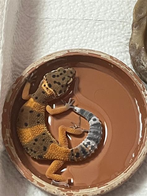 레오파드 게코 모프 지식in