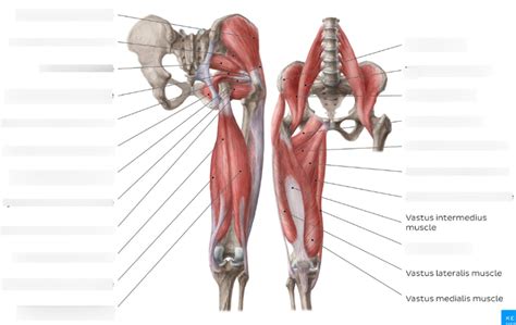 Hipthigh Anteiorposterior Deep Muscle Labeling Diagram Quizlet