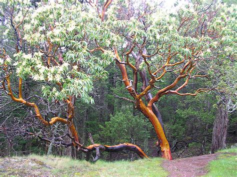 Pacific Madrone Native Edible Fruit Trees For Sale Native Foods Nursery