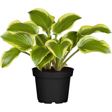 Grow By Obi Garten Funkie Topf Ø Ca 19 Cm Hosta Kaufen Bei Obi