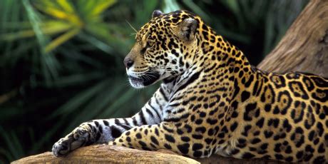 Avaaz Oil Showdown In The Amazon