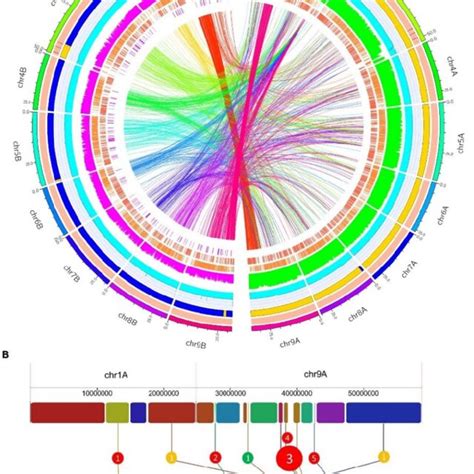 Characterization Of The Dvs Genome And Its Intra Genomic Variations A Download Scientific