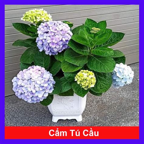 Cây Hoa Cẩm Tú Cầu Cây Cảnh đẹp đổi Màu Theo độ Ph Shopee Việt Nam