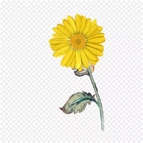 清新的一束黄色菊花免抠素材PNG图片素材下载 图片编号ylvjeaxy 免抠素材网