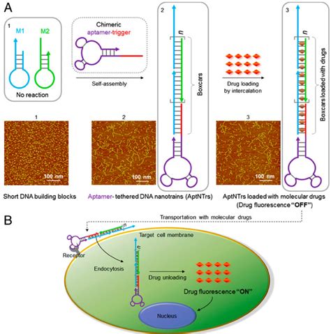Schematics Of The Self Assembly Of Aptamertethered Dna Nanotrains Download Scientific Diagram