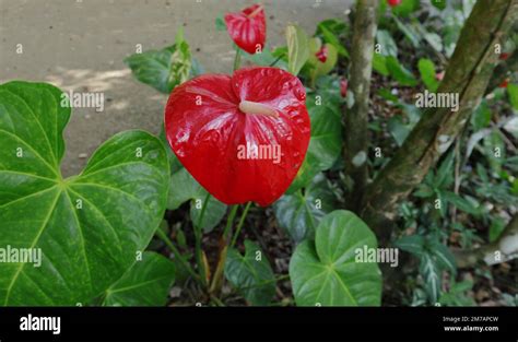 Close Up Of An Inflorescence Of A Red Anthurium Flower Also Known As