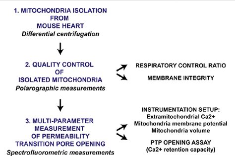 Figure 1 From Multi Parameter Measurement Of The Permeability Transition Pore Opening In