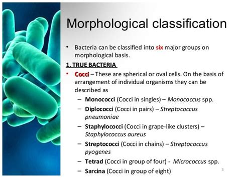 Classification Of Bacteria