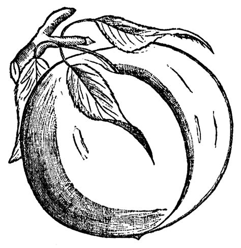 Vintage Snips And Clips Peach Clipart In Black And White