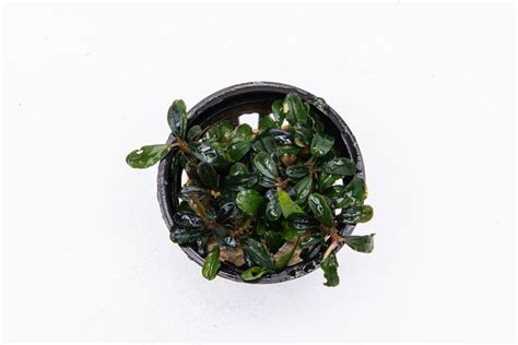 Bucephalandra Lamandau Mini Pot Bucephalandra Simple Lighting Rhizome
