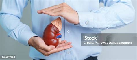 해부학적 인간 신장 부신 모델을 들고 있는 남자 비뇨기계 및 결석의 질병 암 세계 신장의 날 만성 신장 및 장기 기증자의 날 개념 3월에 대한 스톡 사진 및 기타 이미지