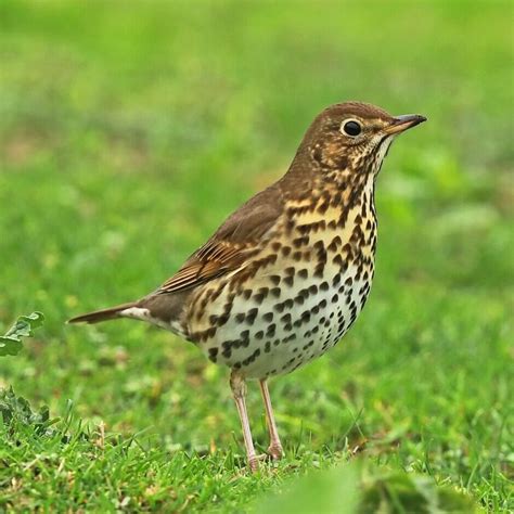Song Thrush Kohab Bird Guide — Kohab