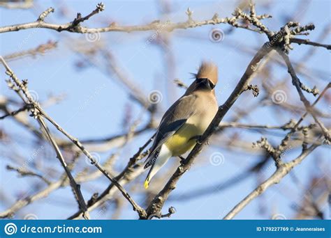 Cedar Wax Wing Bird In The Spring Stock Image Image Of Brown Eyed