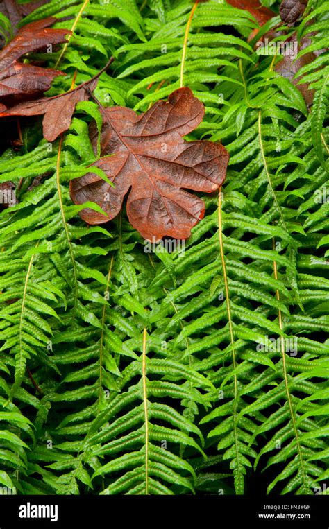 Licorice Fern Polypodium Glycyrrhiza Magness Memorial Tree Farm