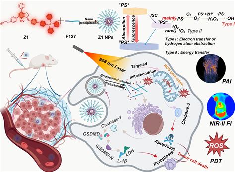 A Mitochondria‐targeted Photosensitizer For Combined Pyroptosis And Apoptosis With Nir‐ii