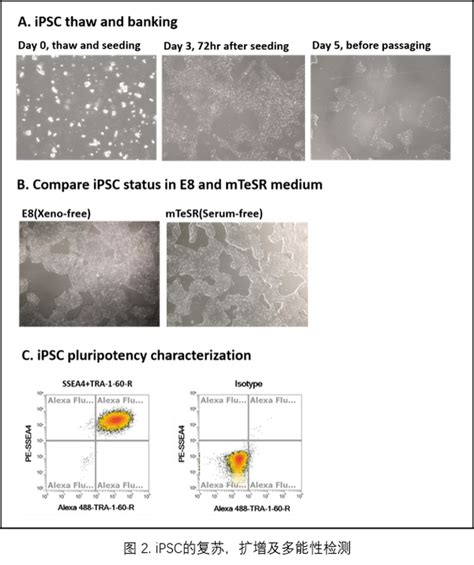 Ipsc基因编辑与细胞类型分化服务平台 知乎