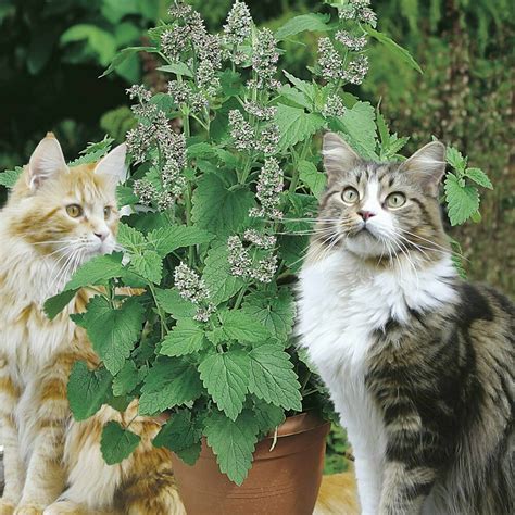 Catnip Plant Flower